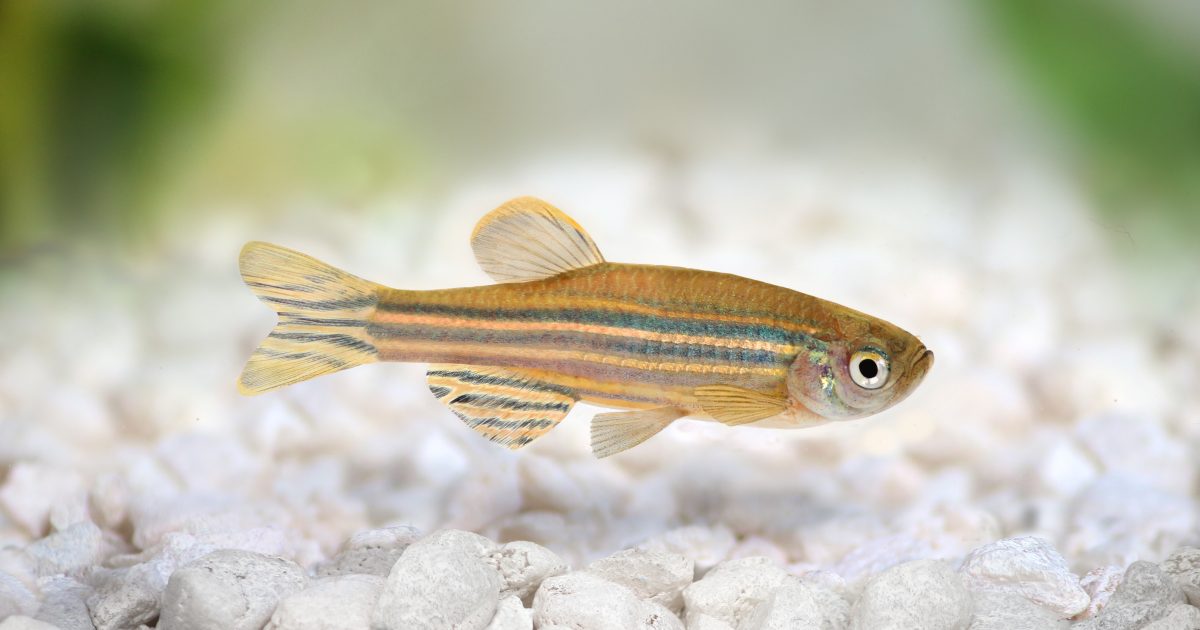 Dravet Zebra Fish Model May Be Best to ID New Therapies, Study Says